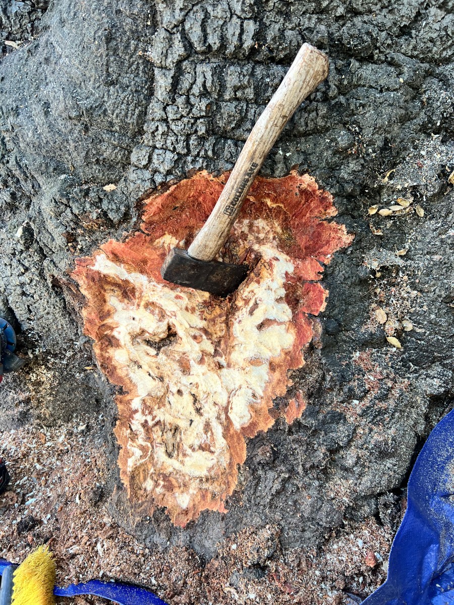 Demonstration of a canker surgery on a coast live oak | Sudden Oak Life ...