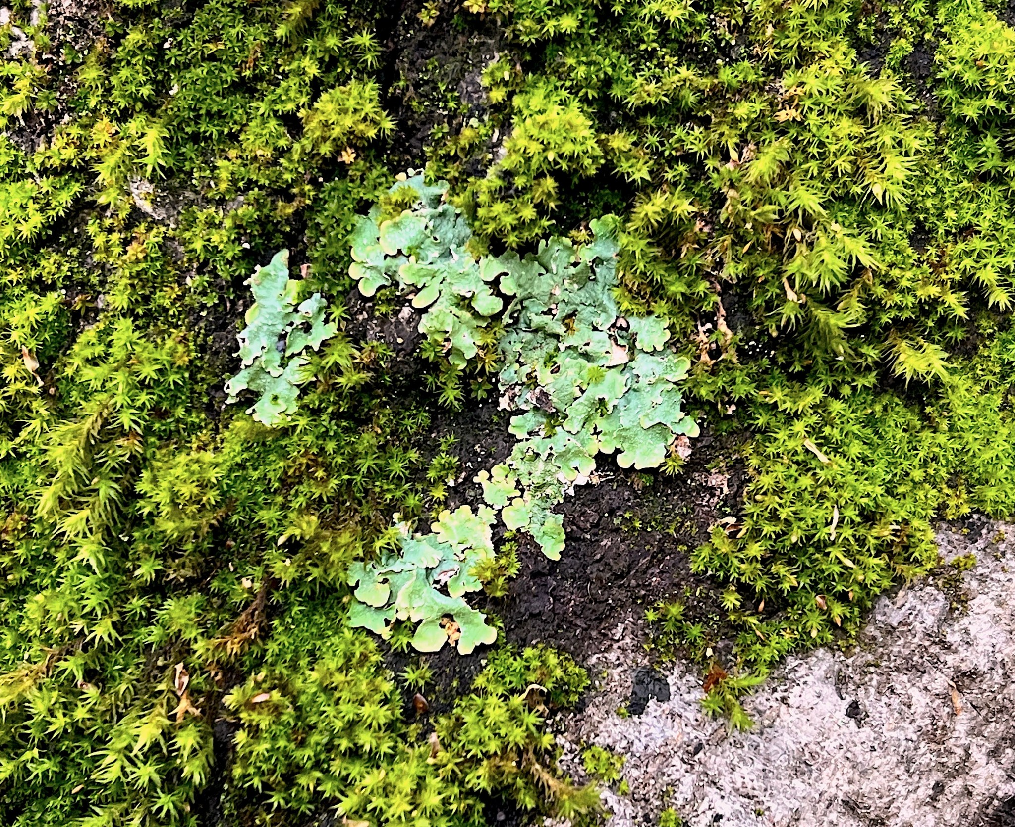 Is the assumption that lichens are harmless to trees correct? | Sudden Oak Life by Lee Klinger